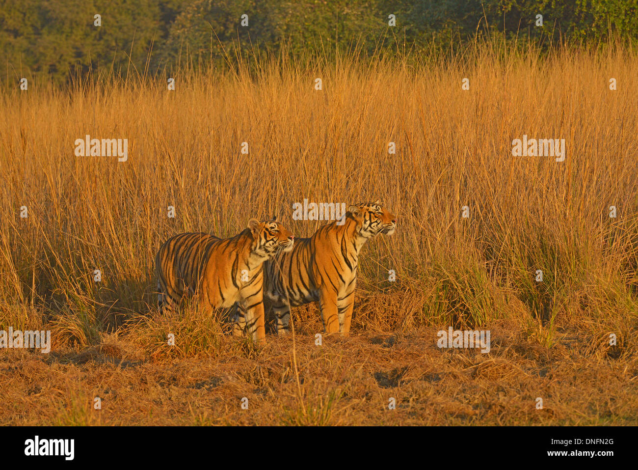 Mating pair bengal tigers hi-res stock photography and images - Alamy