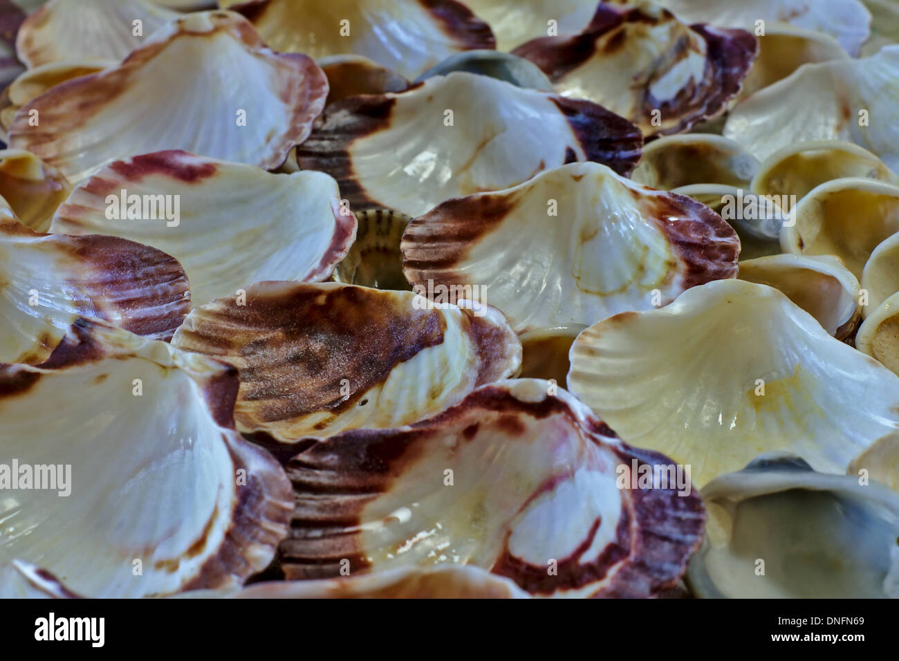 Mollusc shell oyster seashell hi-res stock photography and images - Alamy