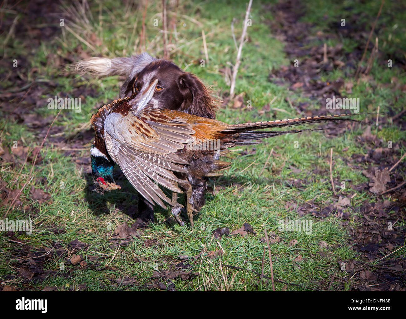 Deene park hi-res stock photography and images - Alamy