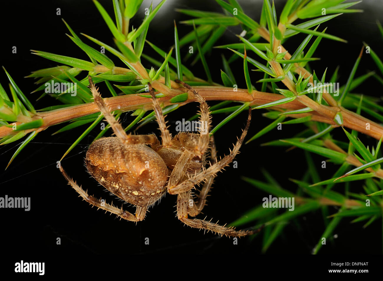 European garden spider Araneus diadematus, Aranaidae, Pescasseroli ...