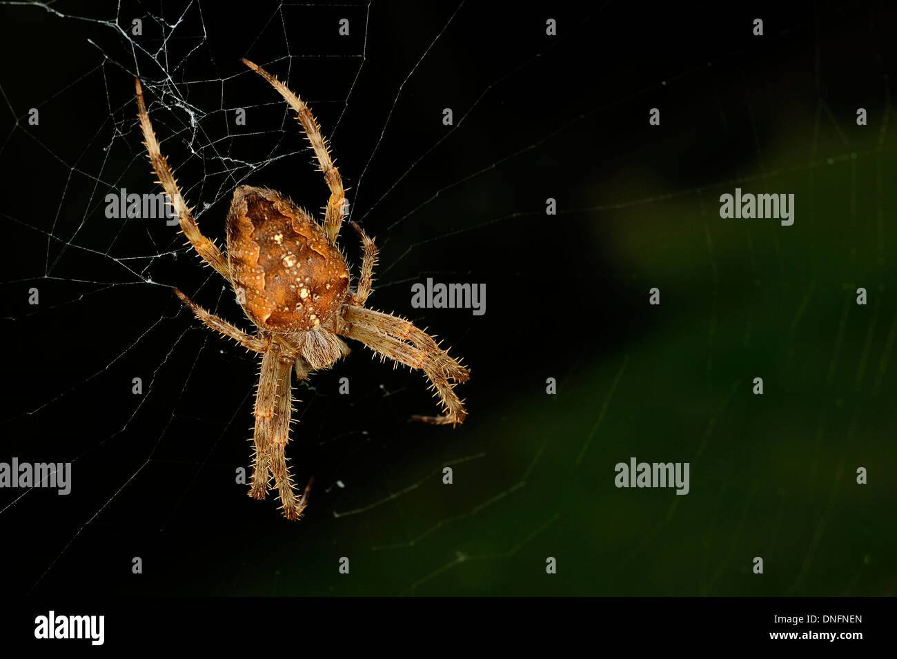 Italy spiders roberto nistri horizontal hi-res stock photography and ...