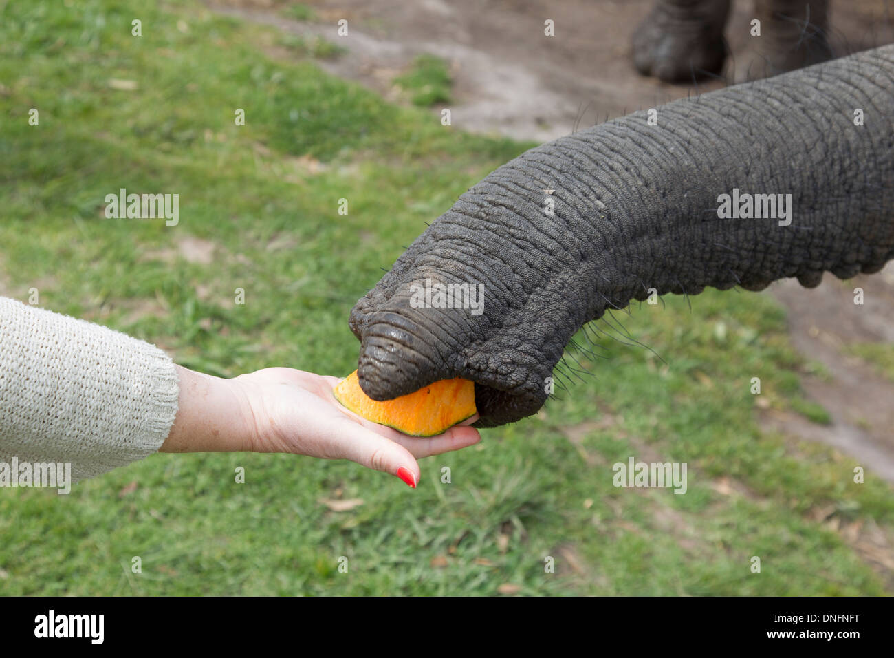 Elephant food hi-res stock photography and images - Alamy