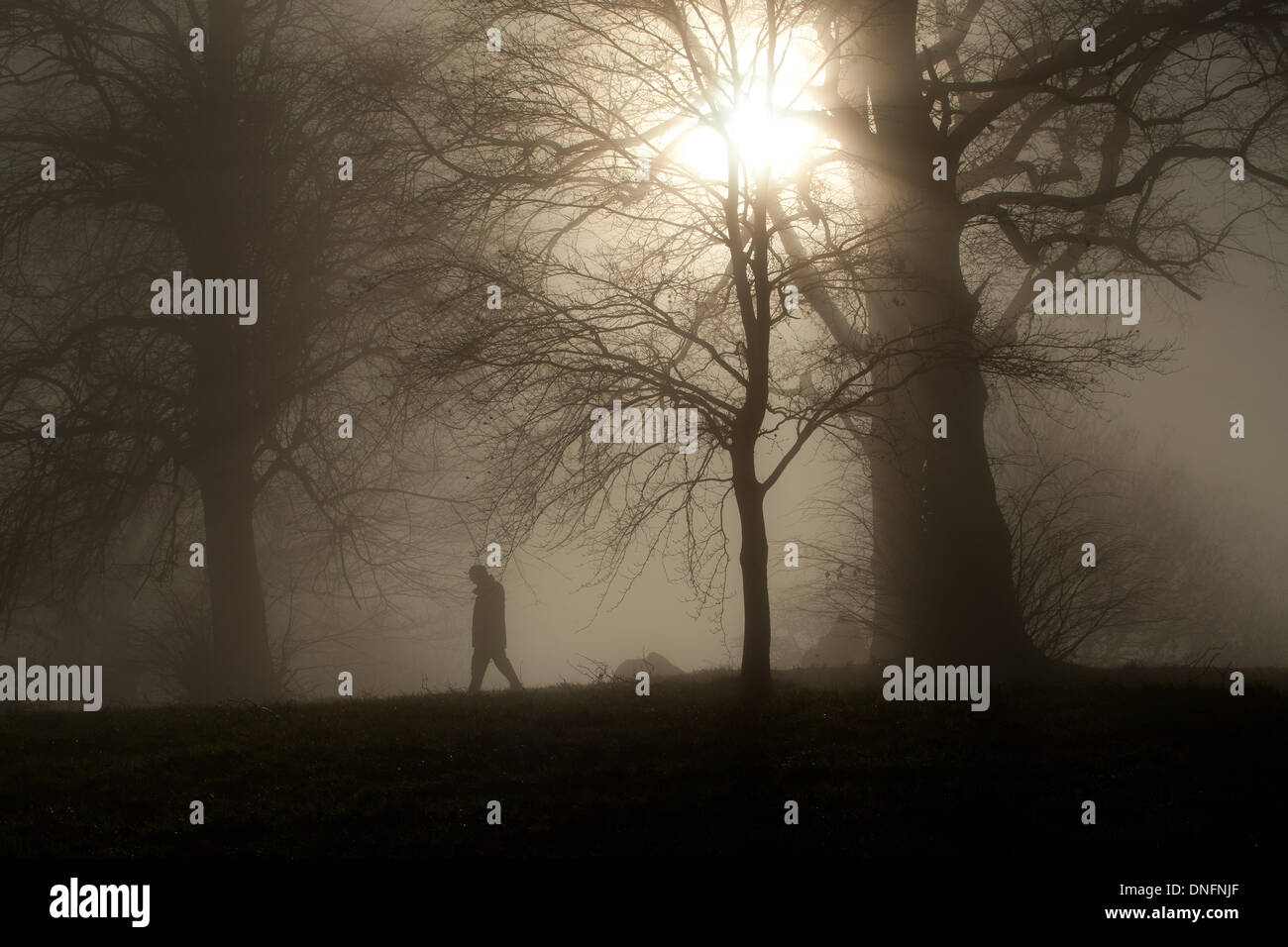 Morning sun through mist and fog Stock Photo - Alamy