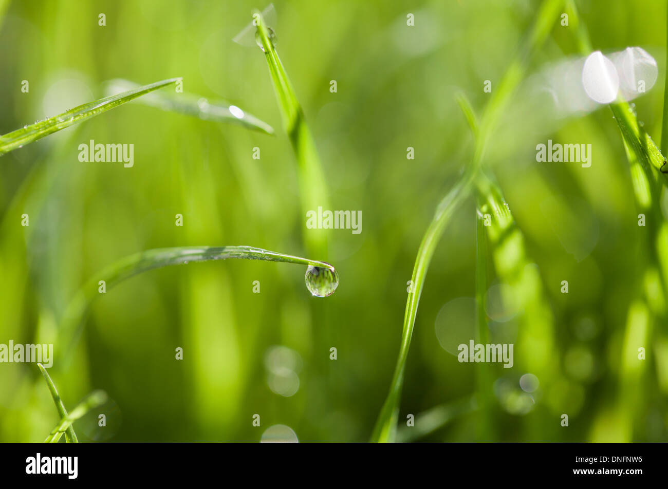 Grass after rain in the garden Stock Photo - Alamy