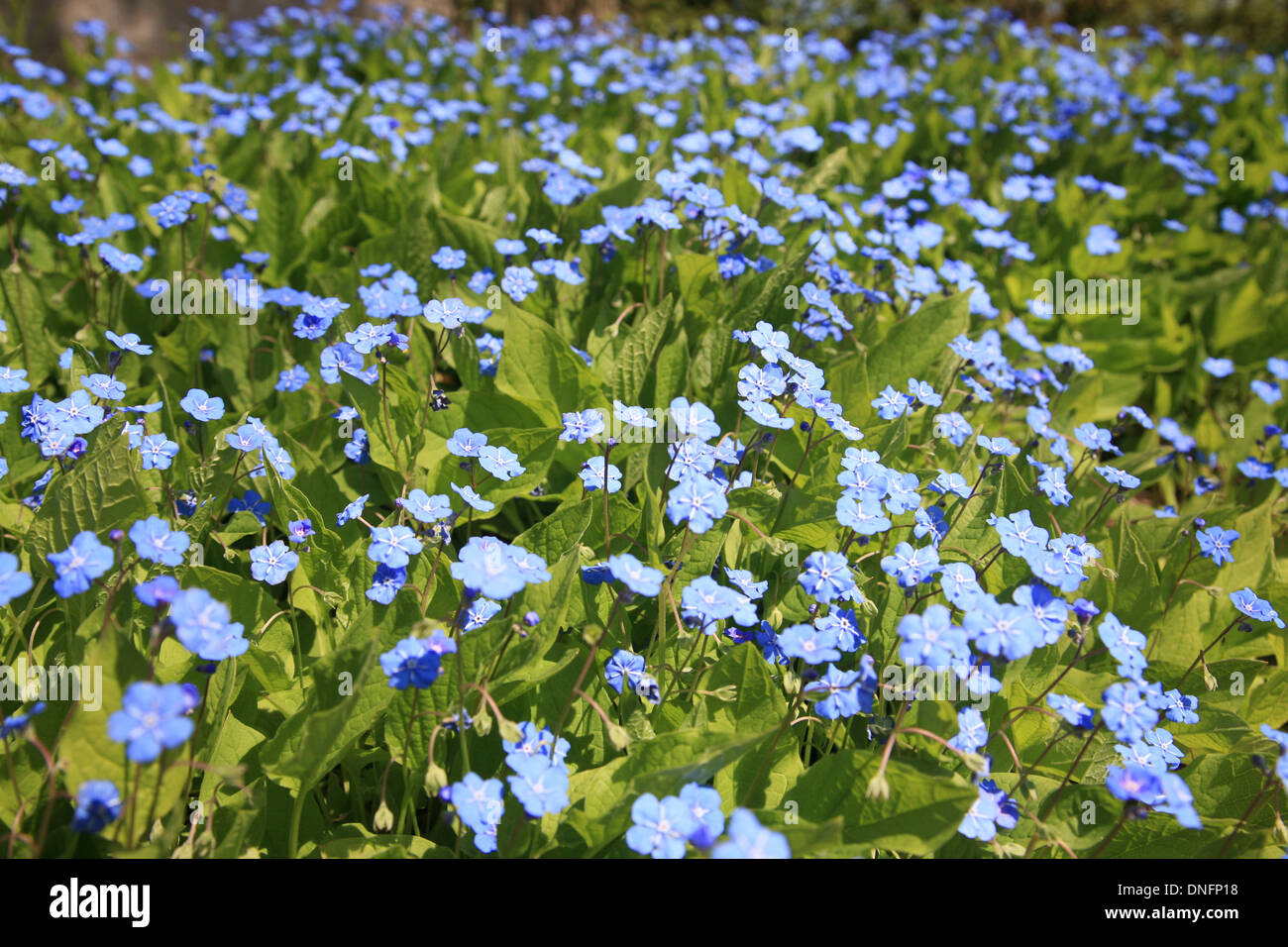 Flower bed with forget-me-not (Myosotis Stock Photo - Alamy