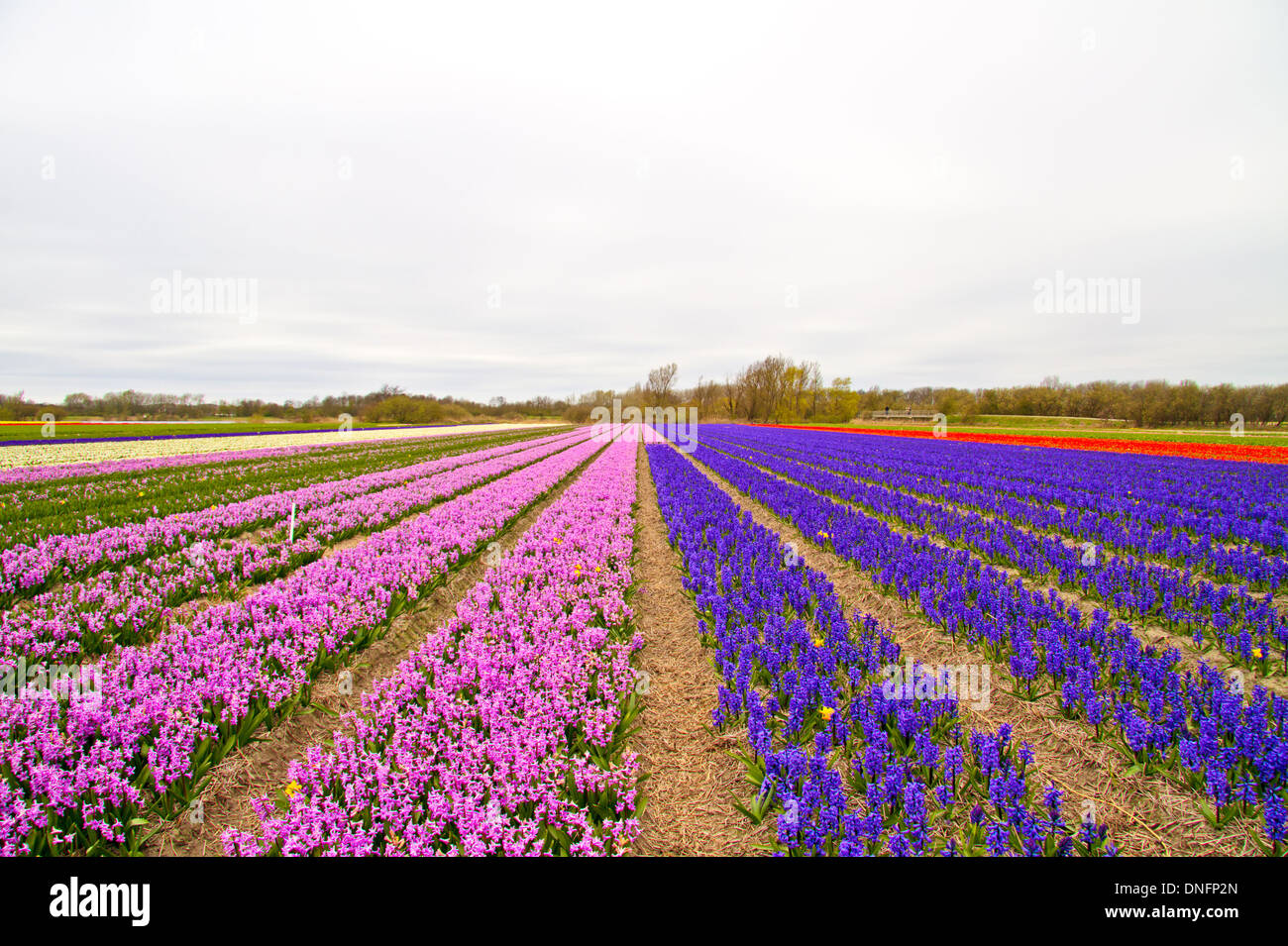 Hyacinth fields in the Netherlands in spring Stock Photo - Alamy