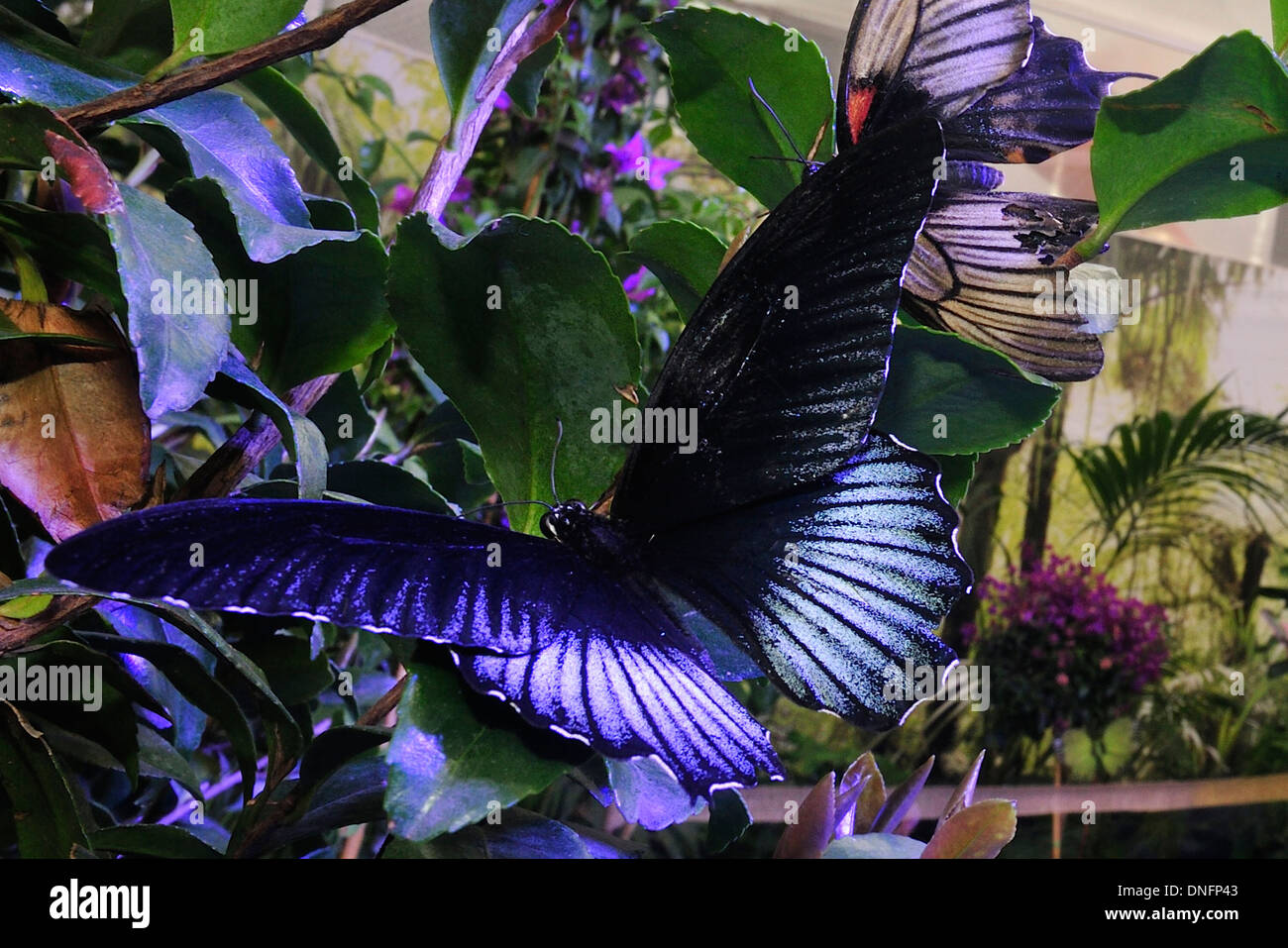 Blue Diadem Hypolimnas salmacis, Nymphalidae, Afrotropic ecozone ...