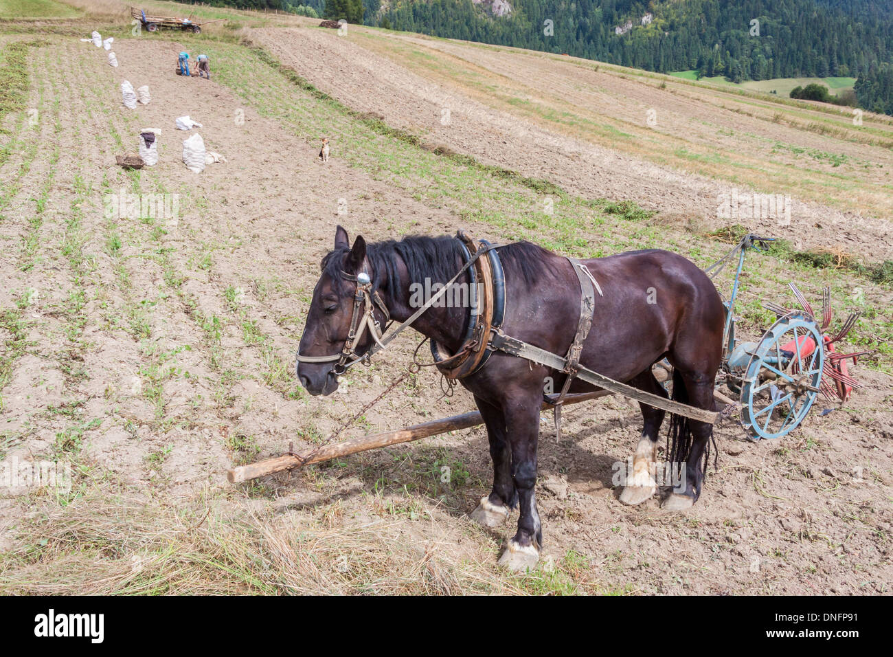 Hard work in field - rural view Stock Photo - Alamy