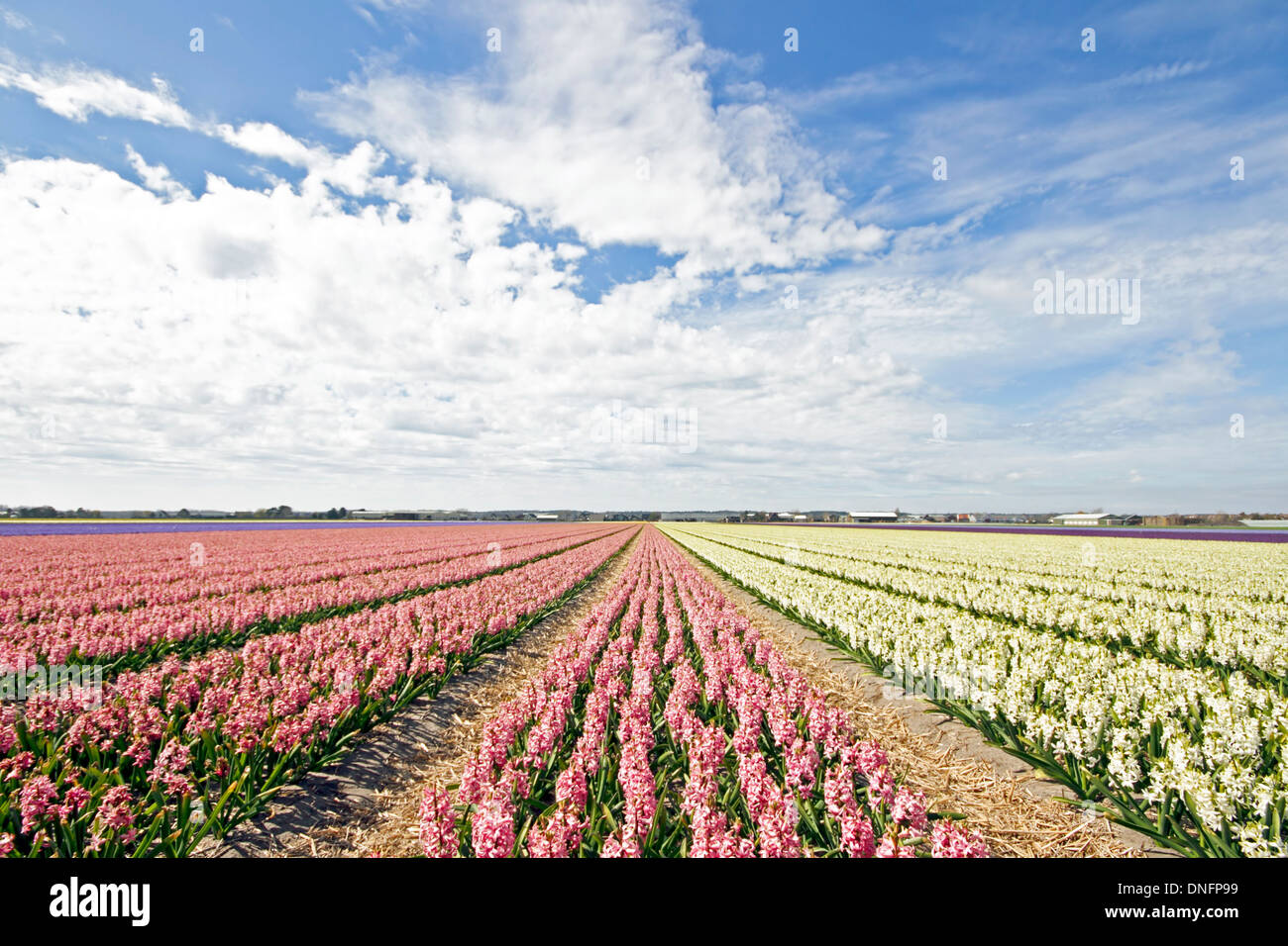 Colorful hyacinth fields in rural Netherlands Stock Photo - Alamy