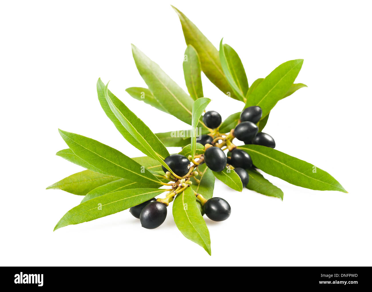 Laurel berries hi-res stock photography and images - Alamy