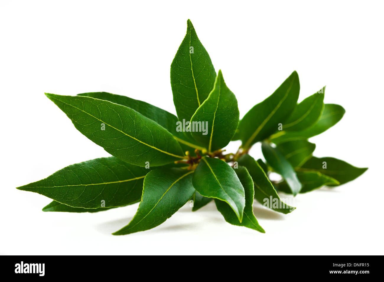 Laurel branches isolated on white Stock Photo - Alamy