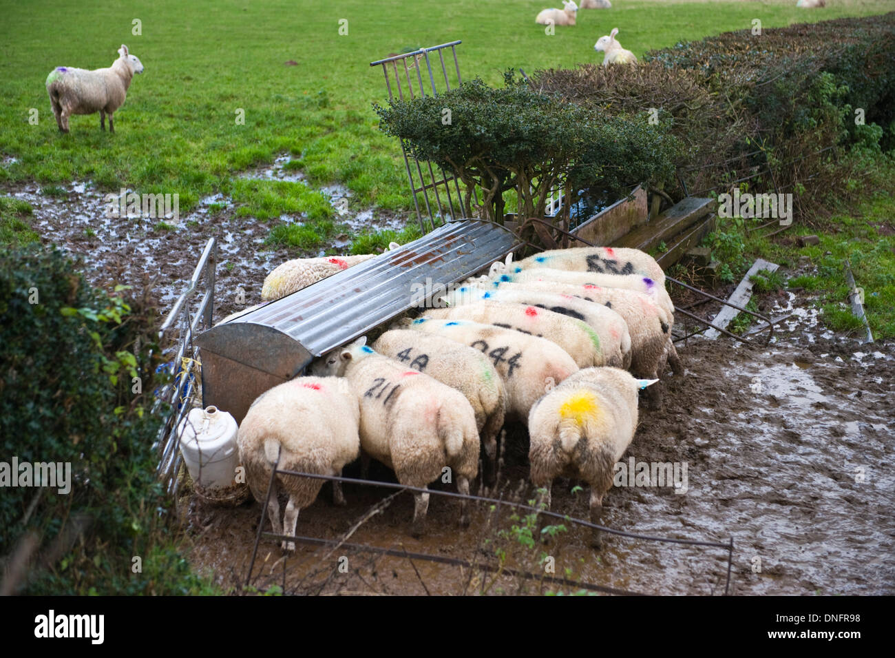 Flock of numbered sheep feeding at feed trough in muddy gateway on hill ...