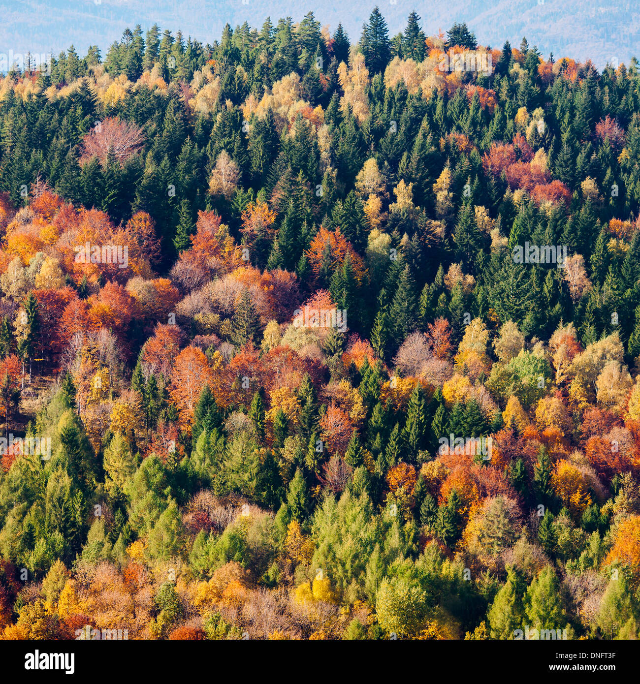 Colorful trees, colors of autumn Stock Photo - Alamy