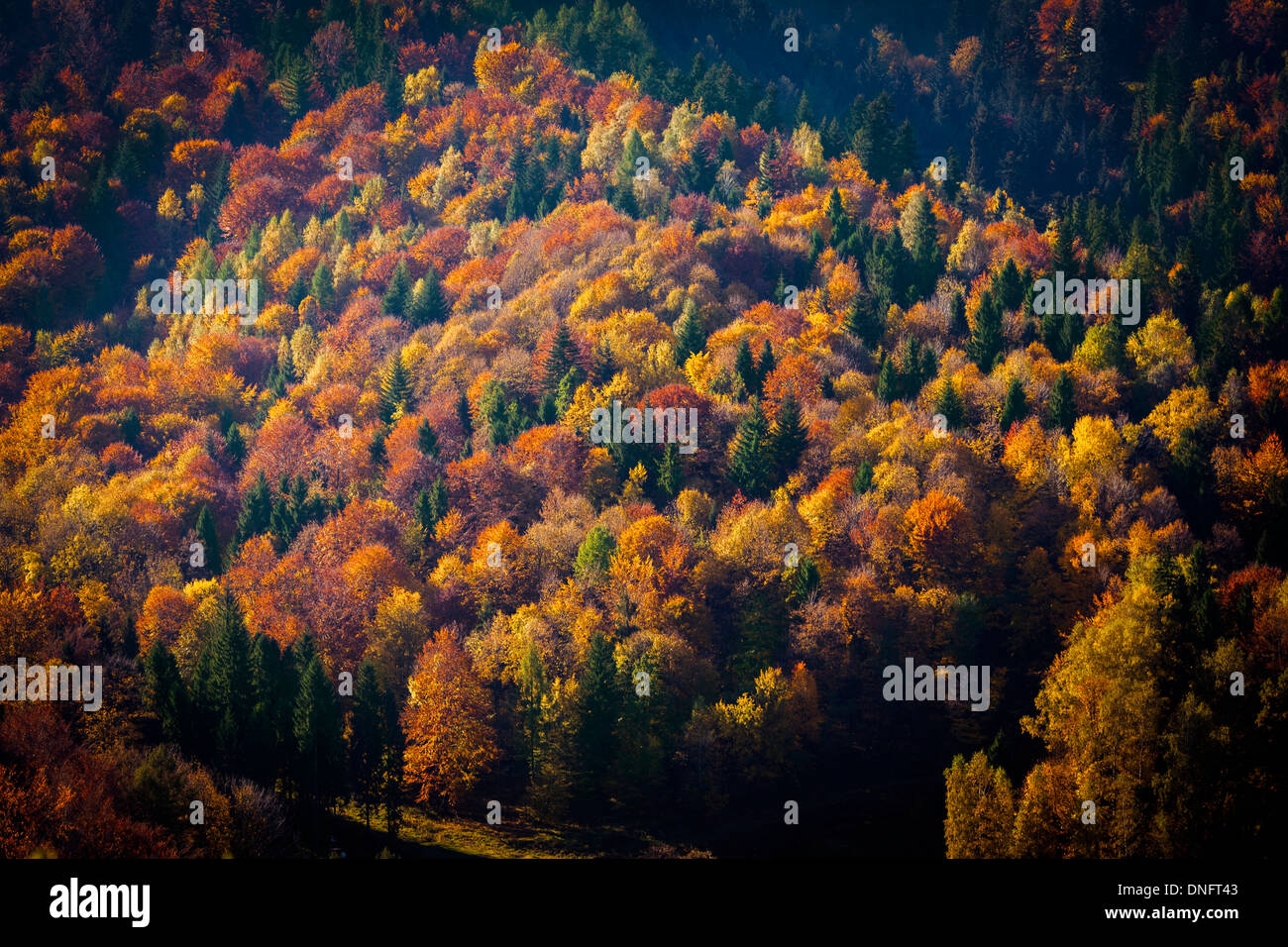 Autumn forest, colorful trees, horizontal Stock Photo - Alamy