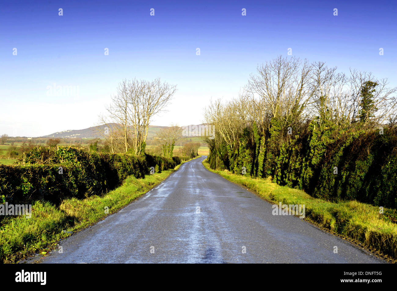 Tree lined narrow country road, Burt, County Donegal, Ireland Stock ...