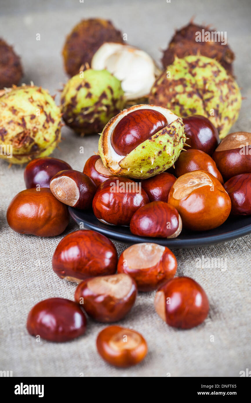 Chestnuts in group, brown colorized picture Stock Photo - Alamy