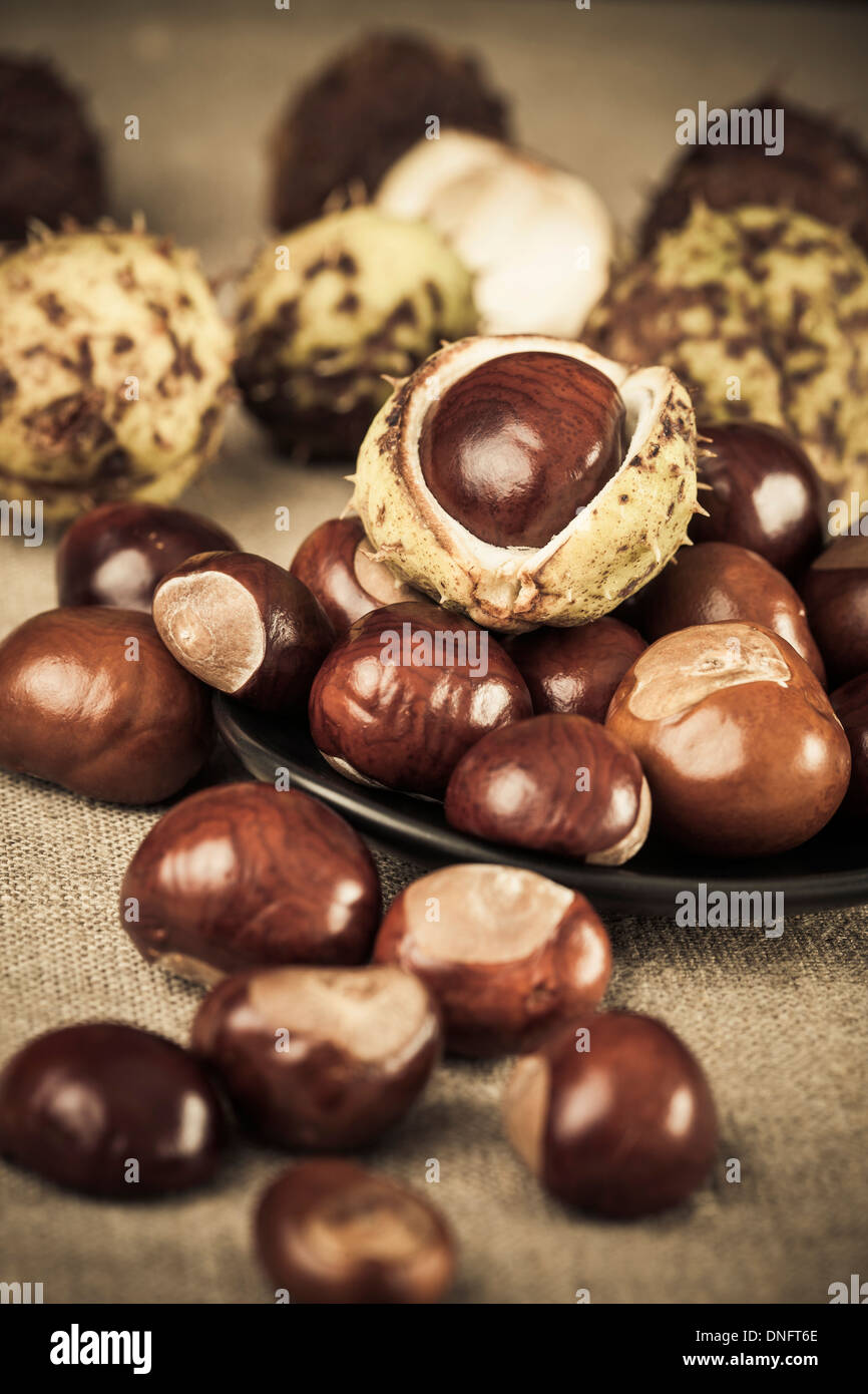 Chestnuts in group, brown colorized picture, vintage Stock Photo - Alamy