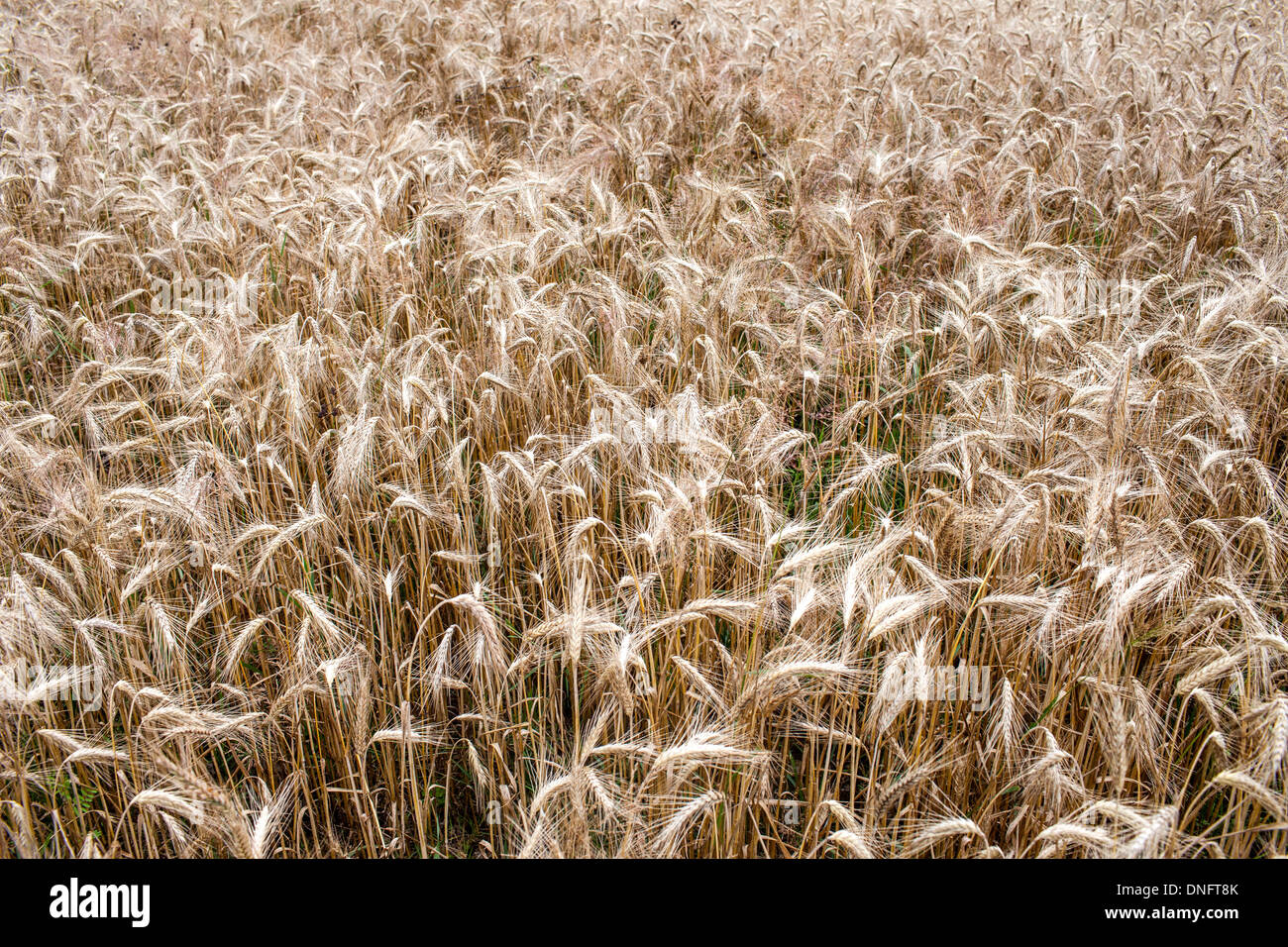 Rye on field agriculture hi-res stock photography and images - Alamy