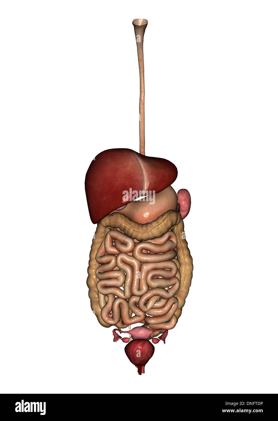 3D digital render of a women's healthy guts isolated on white ...