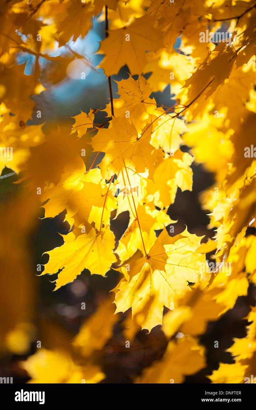 Yellow leaves, autumn background Stock Photo - Alamy