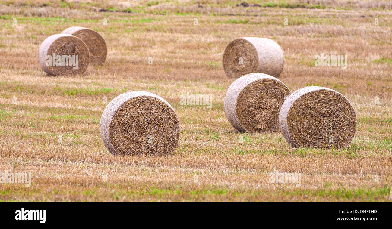 After the august harvest hi-res stock photography and images - Alamy
