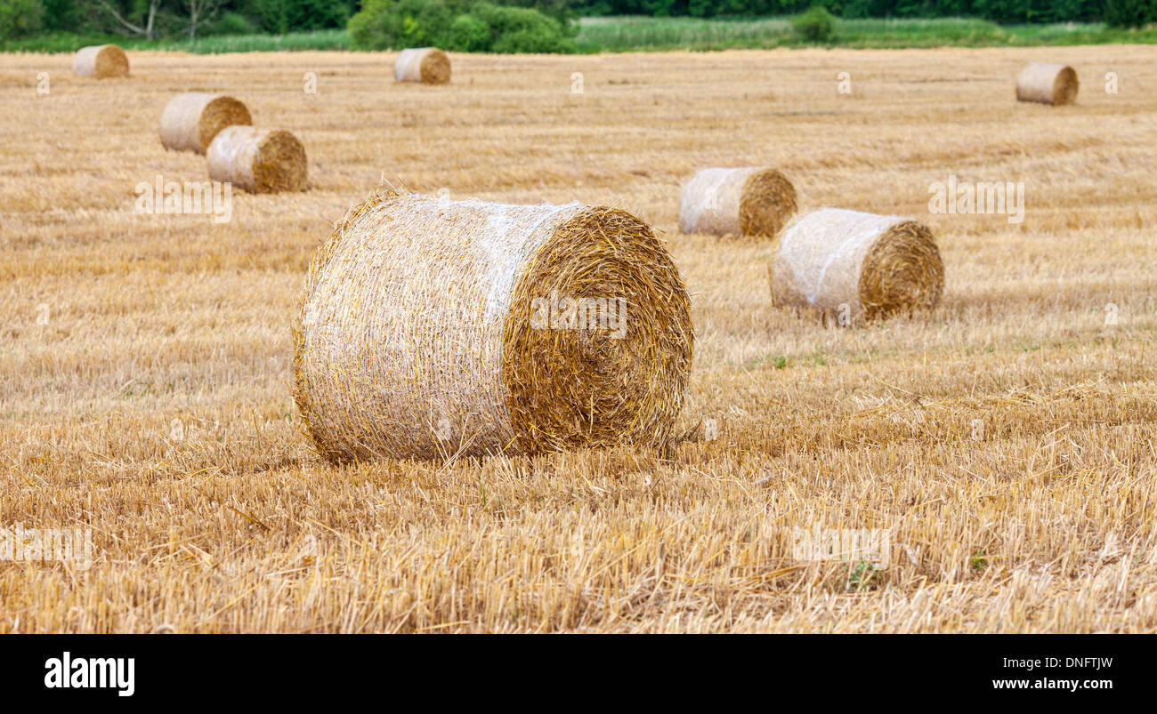 Golden hay bales on sunny hi-res stock photography and images - Alamy
