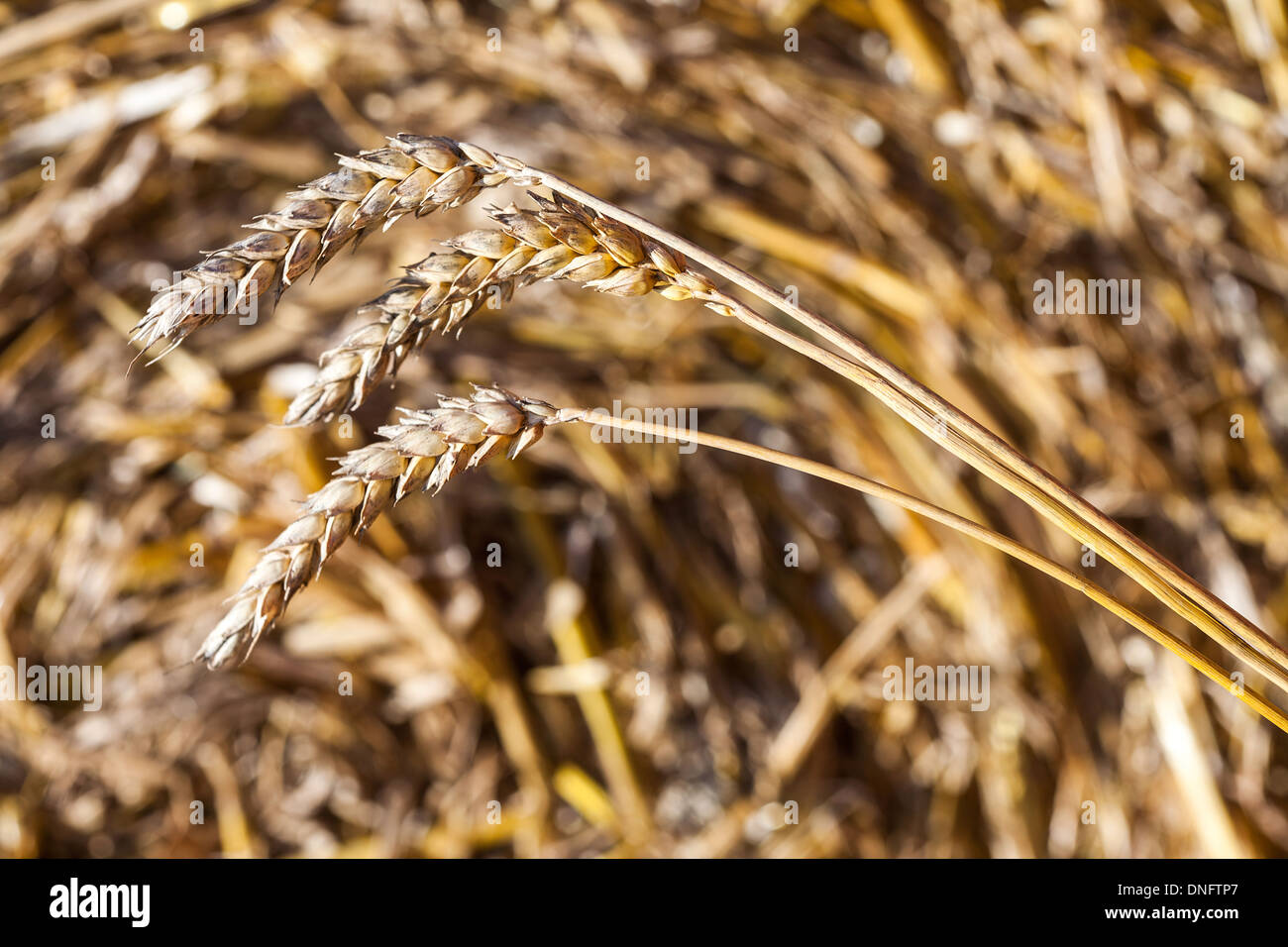 three stalks of rye on background of the bale of straw Stock Photo - Alamy