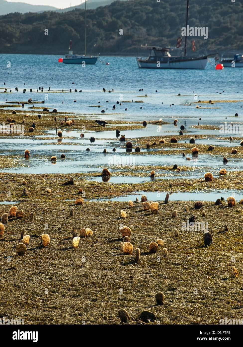 Pen shell clams are above sea surface during ebb tide in Osor, island ...