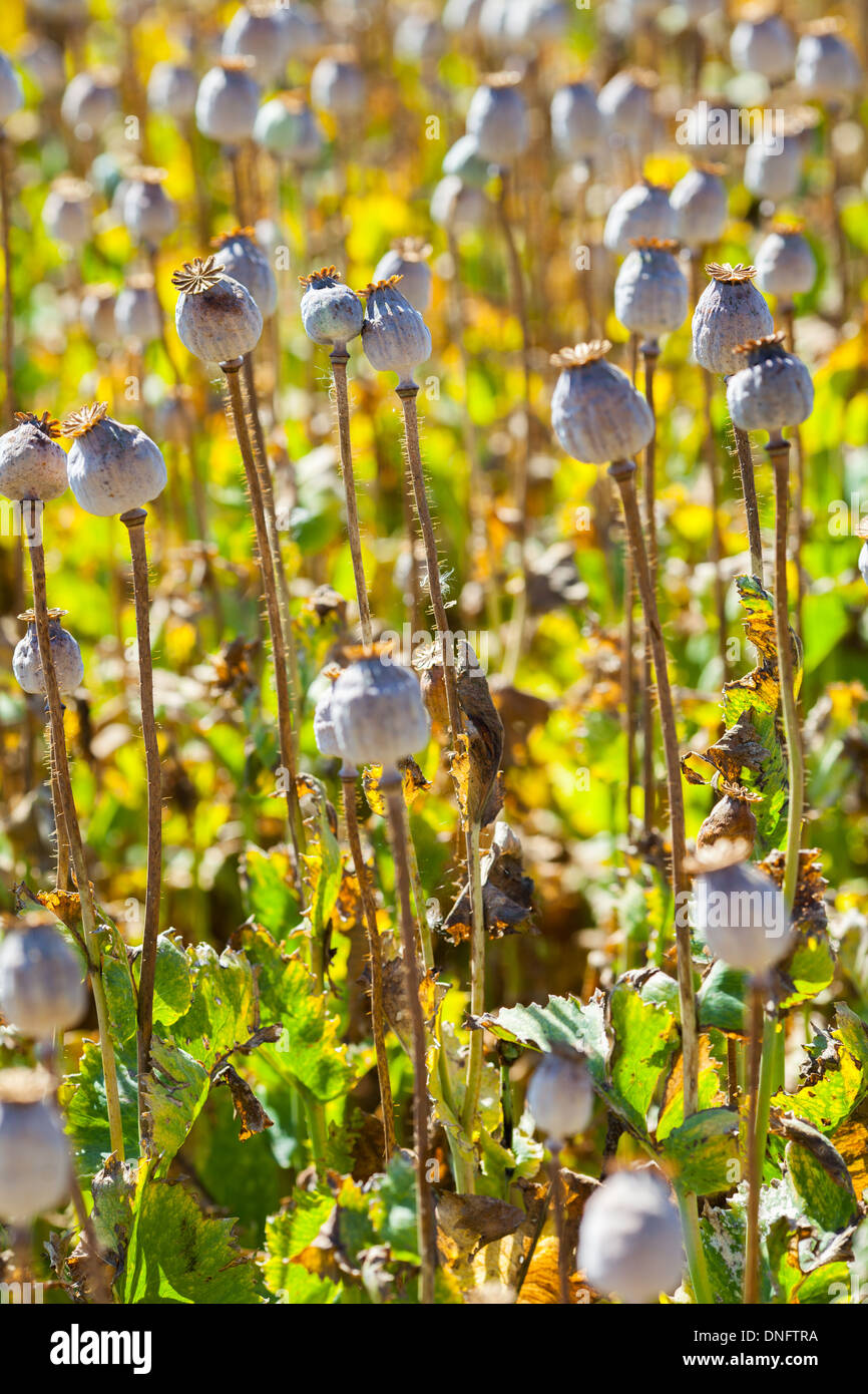Poppy seed capsules hi-res stock photography and images - Alamy
