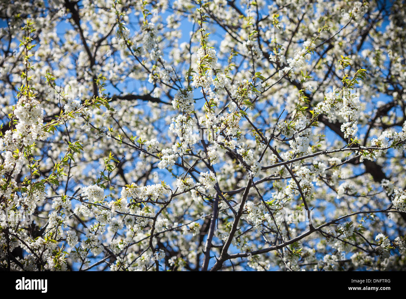 Flowering tree in the blue sky background Stock Photo - Alamy
