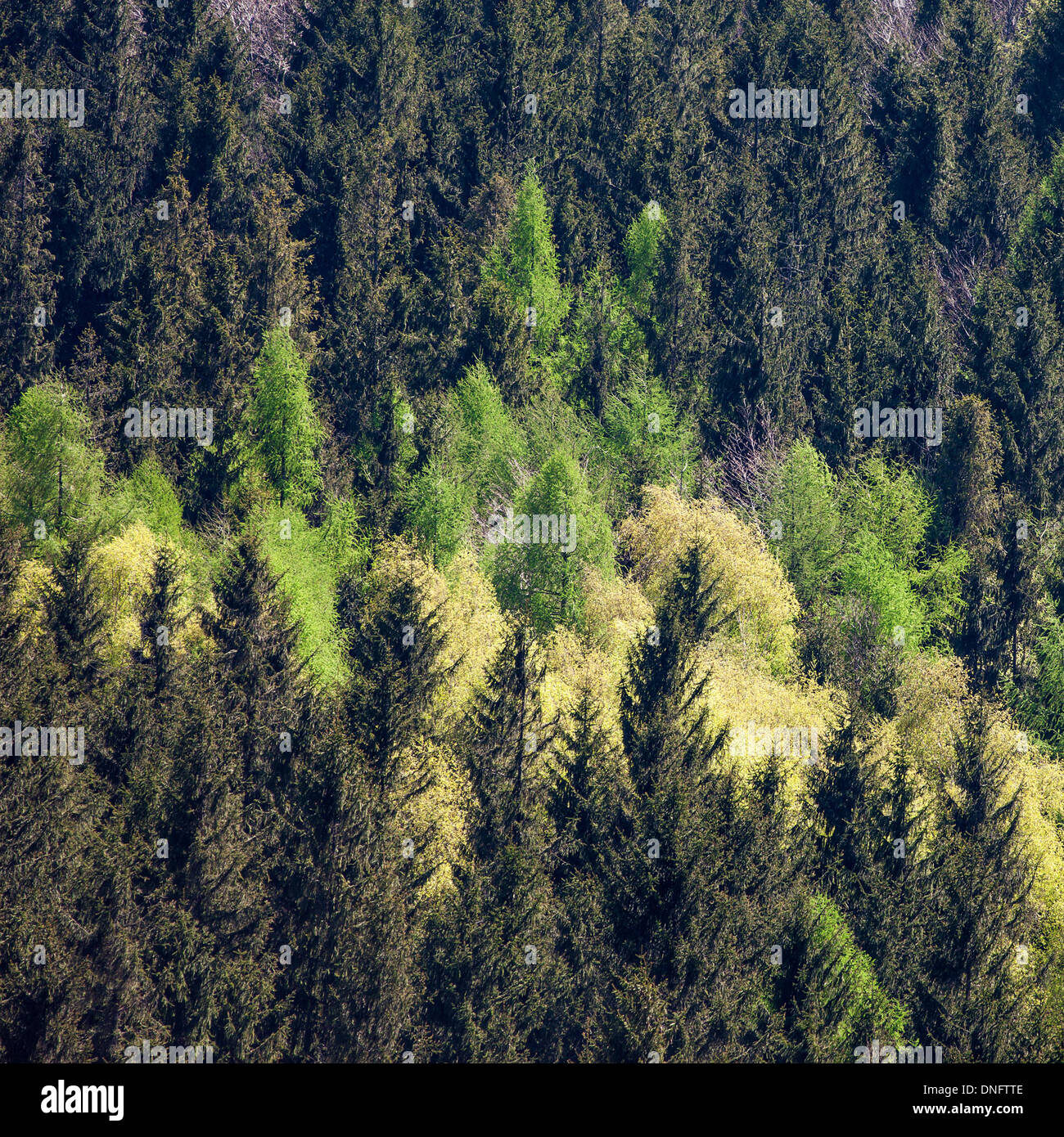 Spring trees hi-res stock photography and images - Alamy