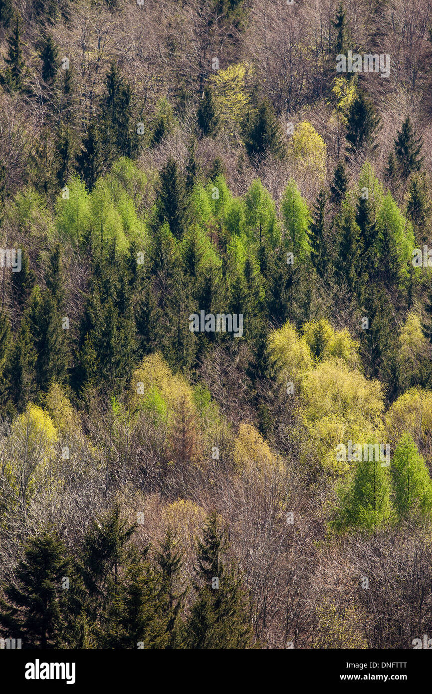 Spring trees hi-res stock photography and images - Alamy