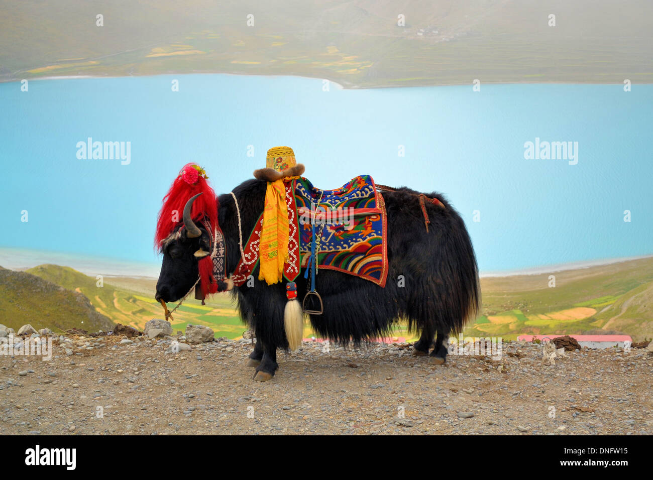 Tibet tibetan china travel yak asia tourism hi-res stock photography ...