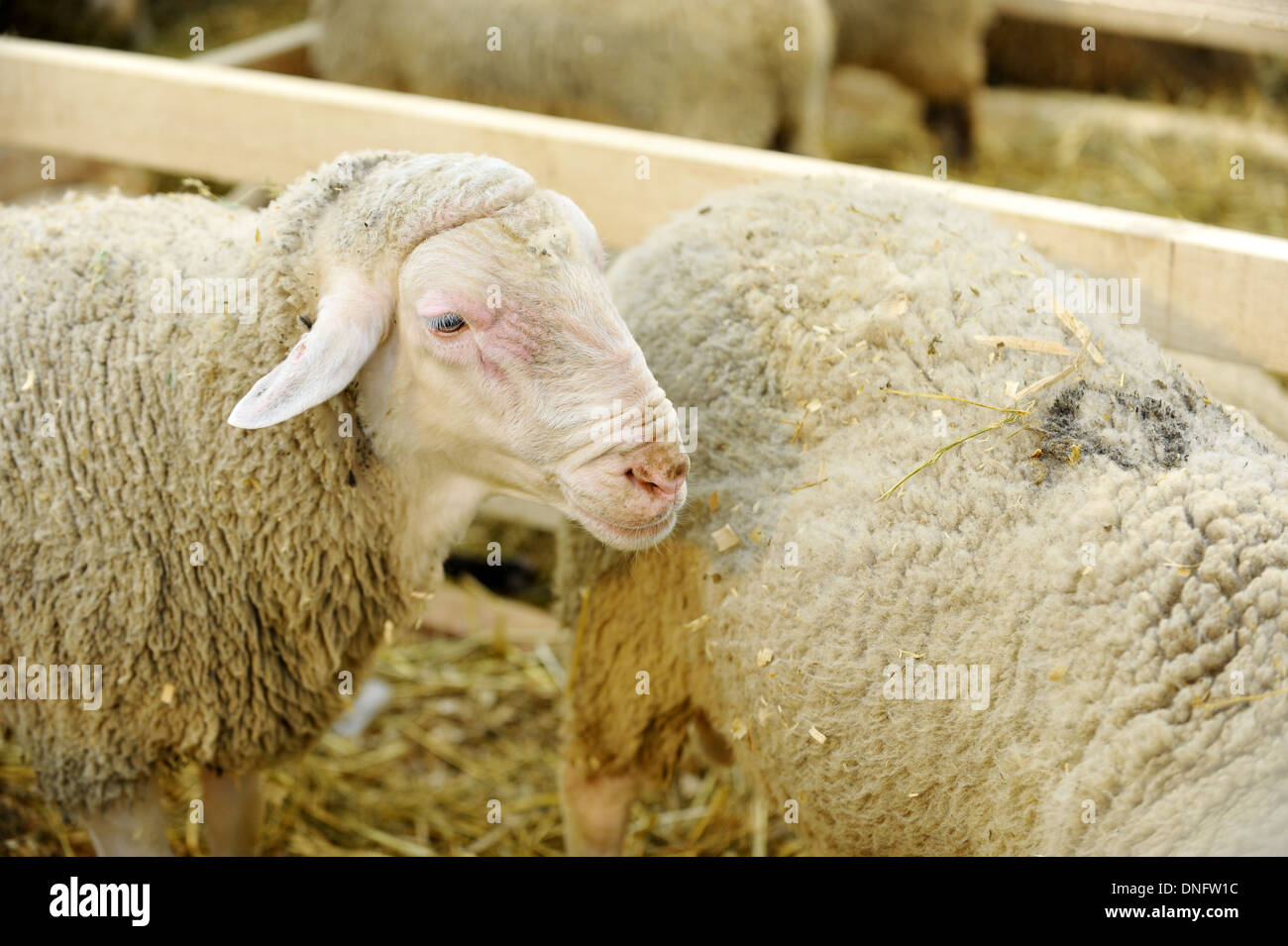 Several sheeps inside a sheep farm at an agricultural fair Stock Photo ...