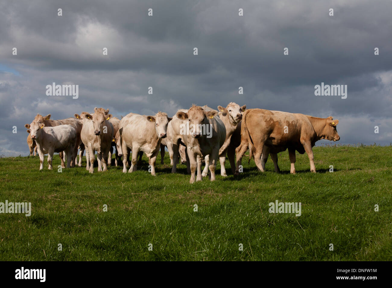 Welsh borderland hi-res stock photography and images - Alamy