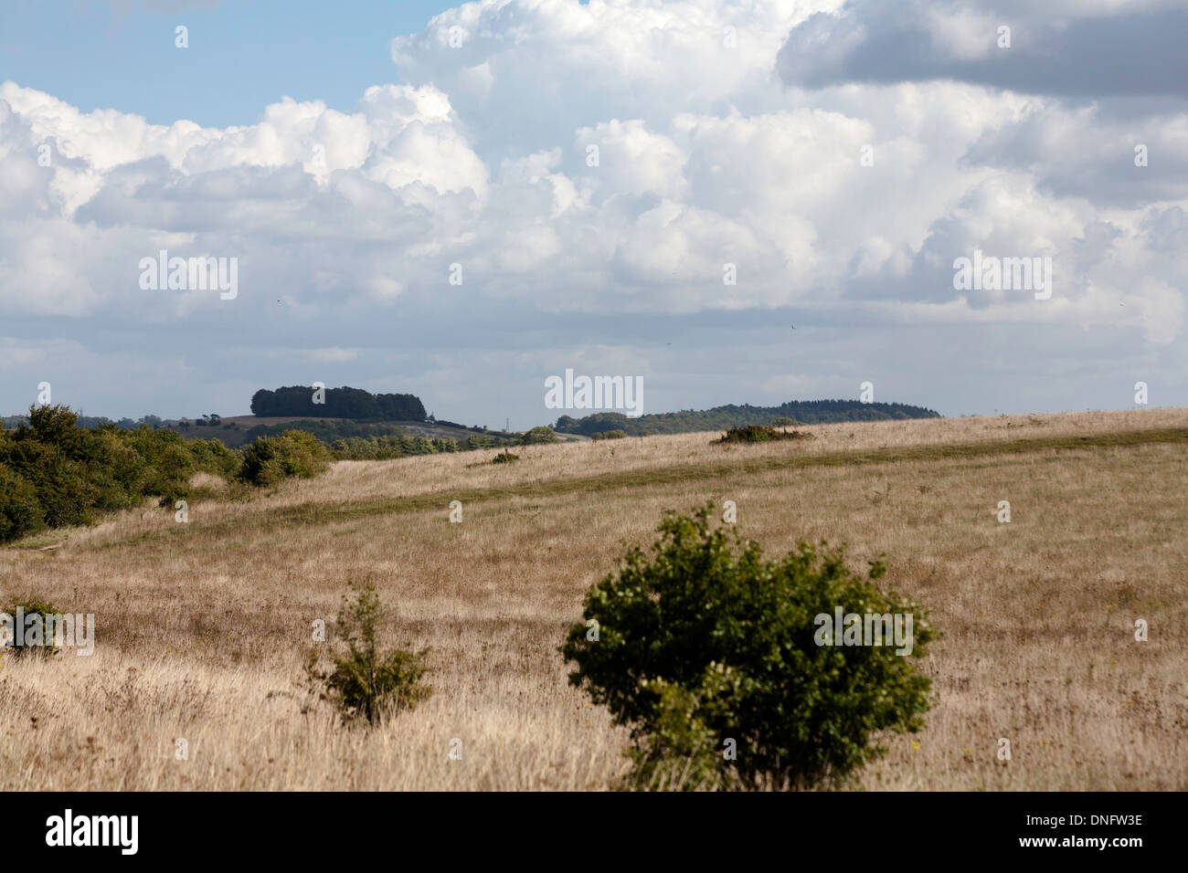 Martin down national nature reserve hi-res stock photography and images ...