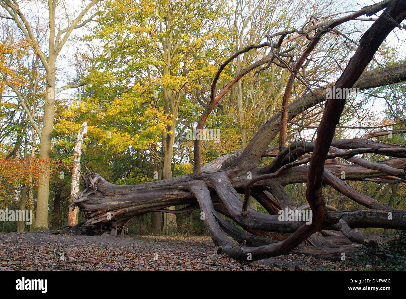 Dead fallen tree on Hampstead Heath in London England UK Stock Photo ...