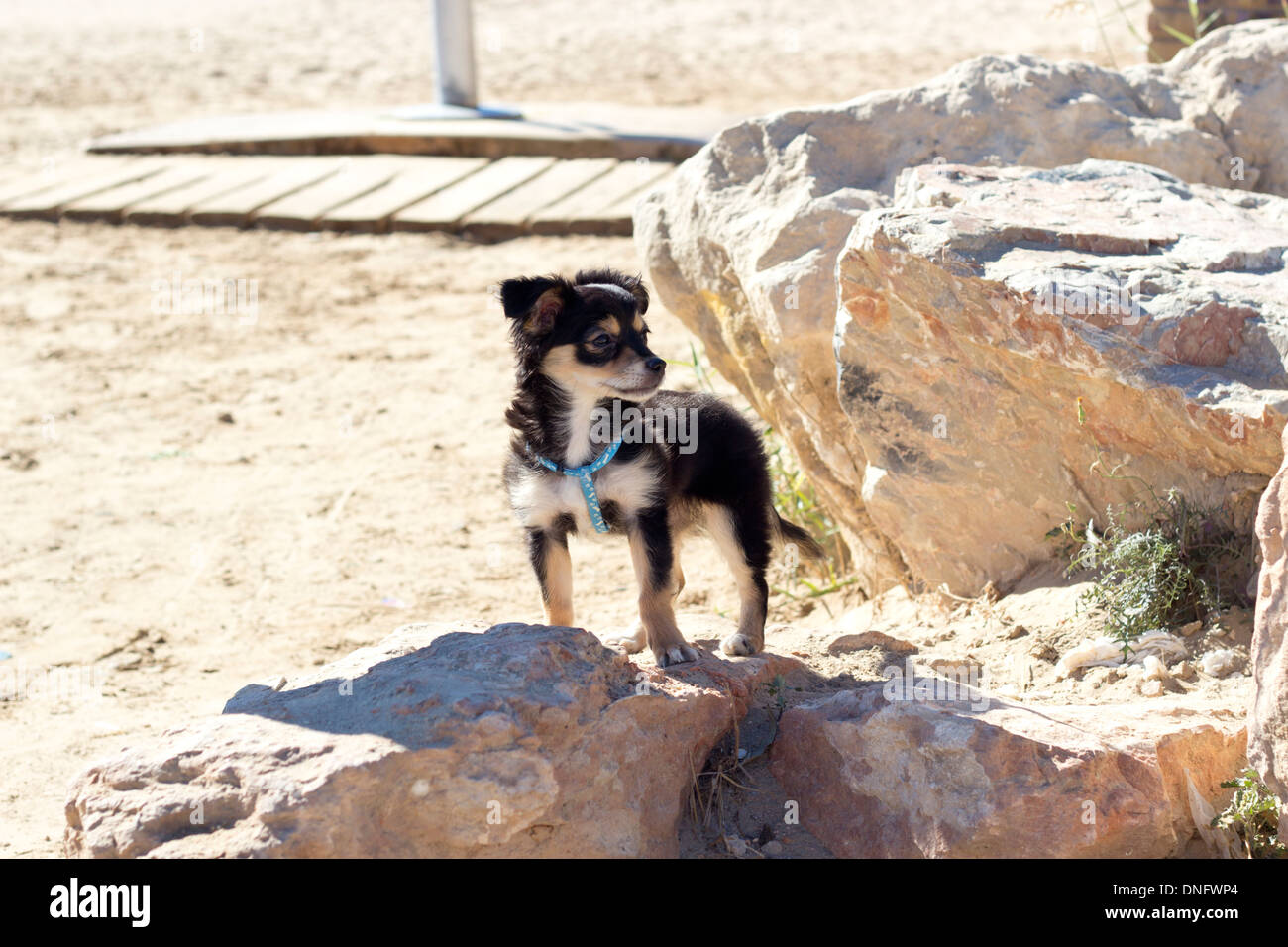 Beautiful black dog on a rock Stock Photo - Alamy