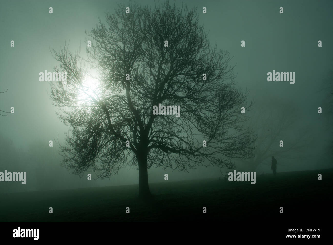 Light coming through trees hi-res stock photography and images - Alamy