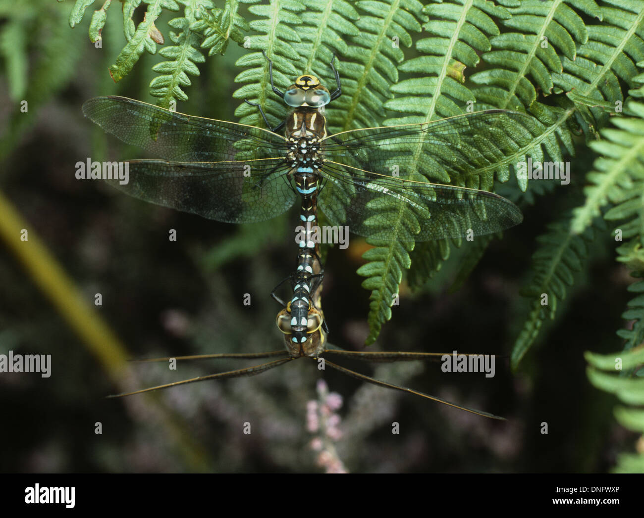 Common Hawker Dragonflies. mating on bracken frond. Staffordshire. UK ...