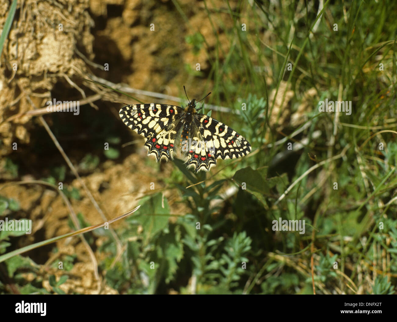 Spanish Festoon Zerynthia rumina single butterfly with open wings ...