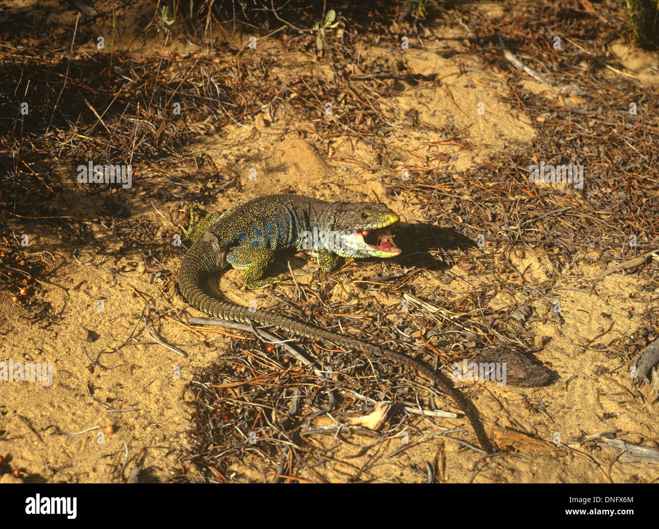 European eyed lizard hi-res stock photography and images - Alamy