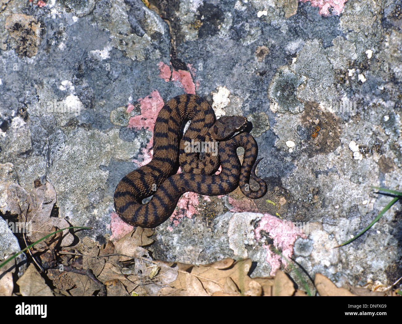 Asp viper italy hi-res stock photography and images - Alamy