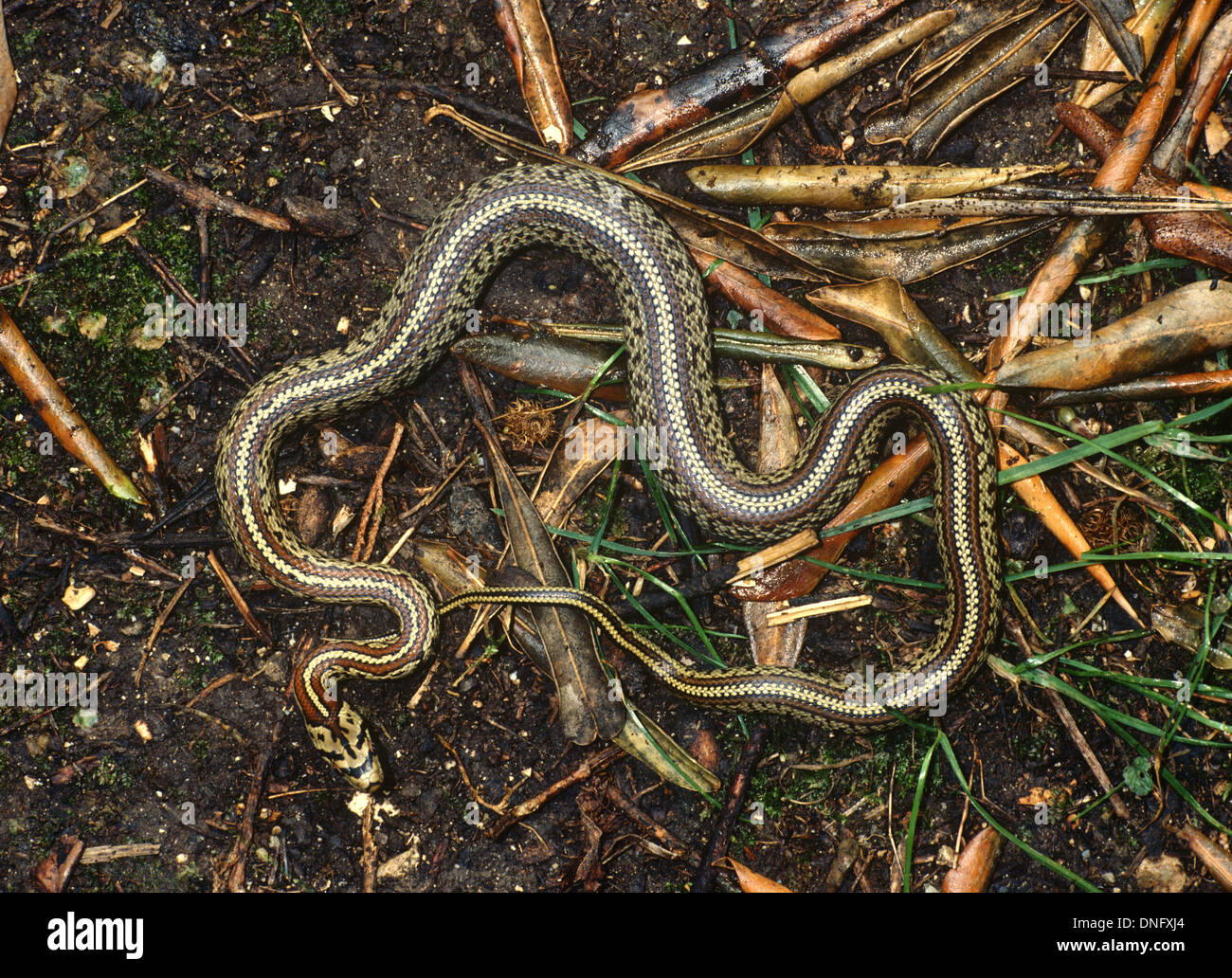 Leopard Snake on floor of olive grove. Corfu. Greece Stock Photo - Alamy