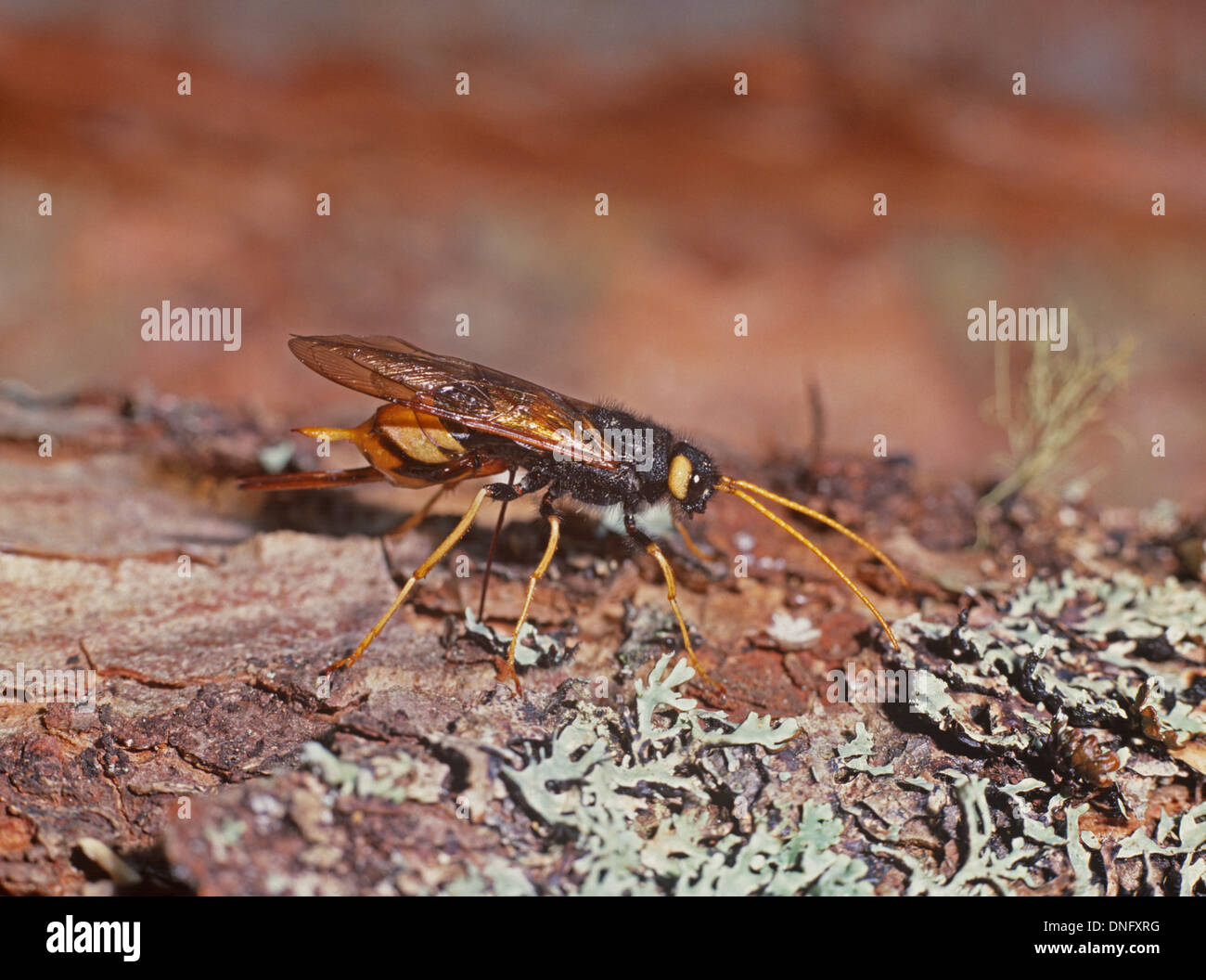 Giant Wood Wasp. Urocerus gigas. Single female laying eggs in log. UK ...