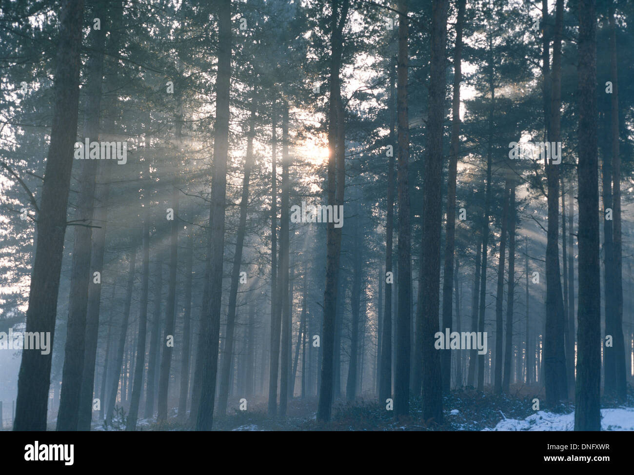 Light filtering through trees in plantation. UK Stock Photo - Alamy