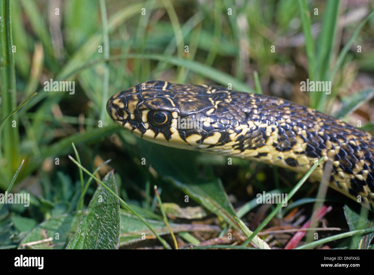 Western whipsnake hi-res stock photography and images - Alamy