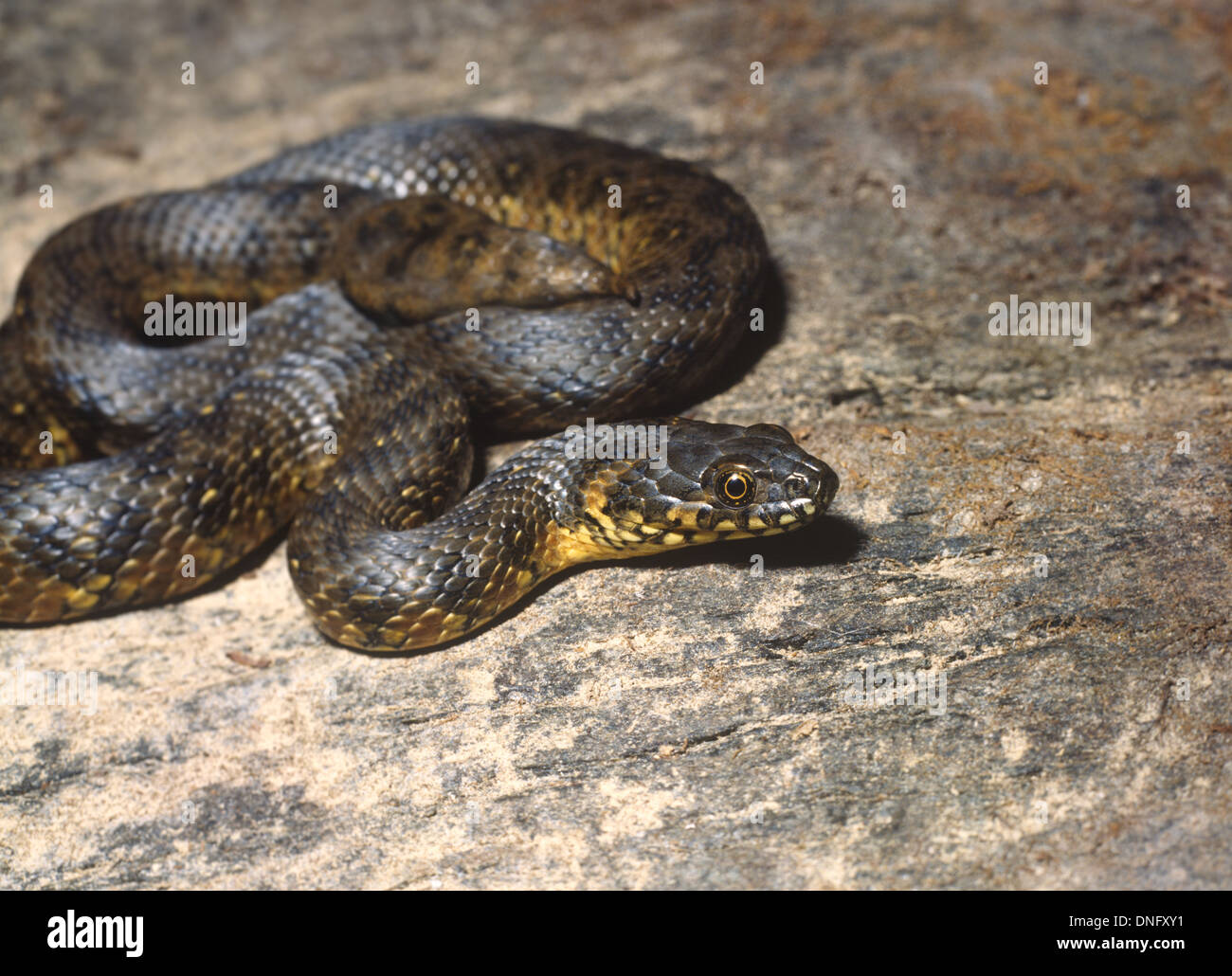 Viperine Snake Natrix maura basking on rock Stock Photo - Alamy