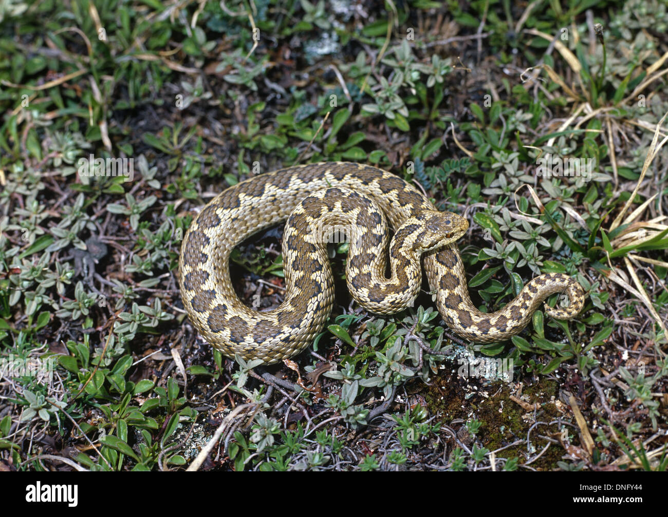 Italy Snake High Resolution Stock Photography and Images - Alamy