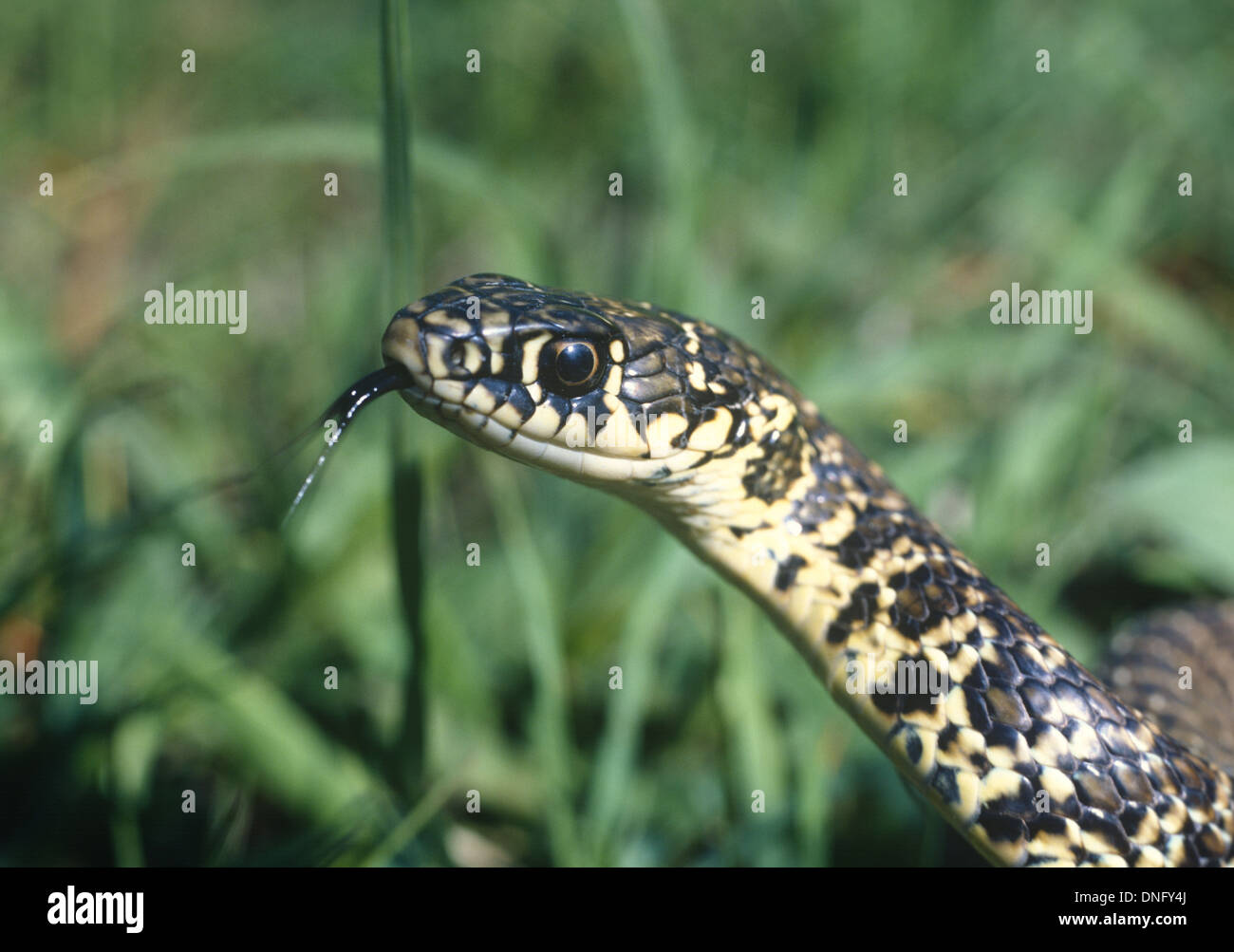 Western Whip Snake moving through grass with tongue out Stock Photo - Alamy